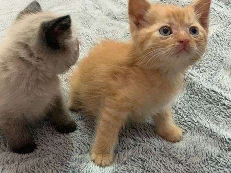Котята Скотиш Страйт