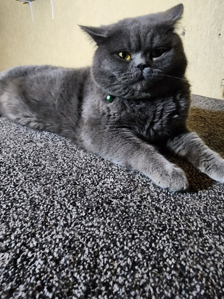 Кошка скоттиш фолд  2годика