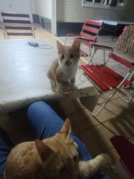 Отдам котят  хорошие руки