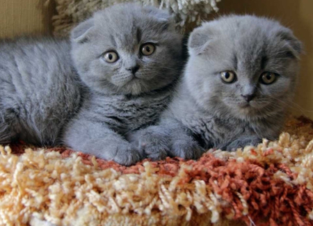 Продаются Шотландские котята Скоттиш Фолд.