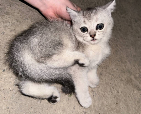Шиншилла кошка