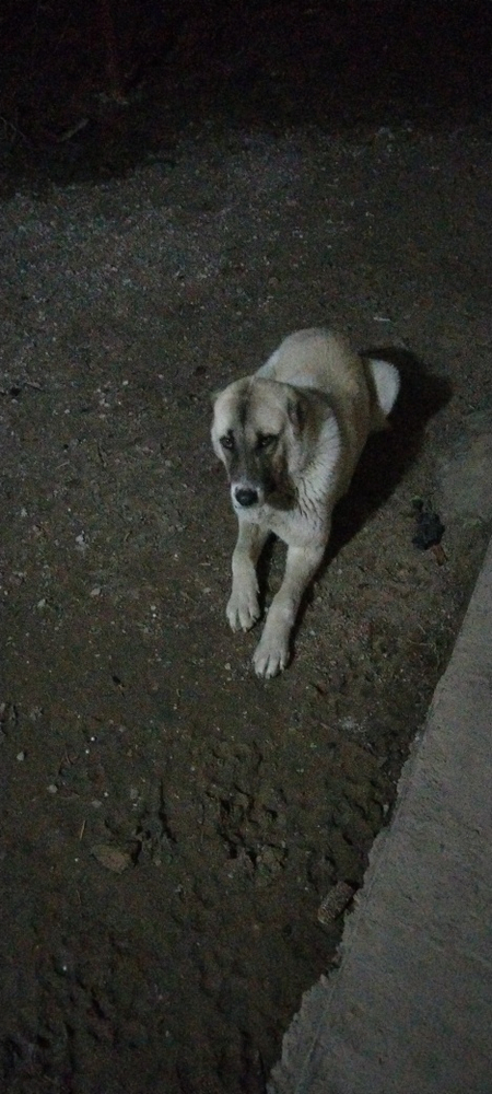 Laqabi Nala alabay paroda