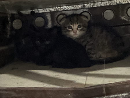 Скоттиш фолл