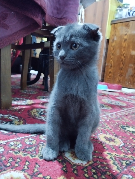 Вислоухие котята 2х месячные
