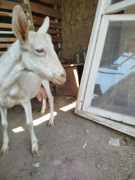 Заневский пародализотли эчки