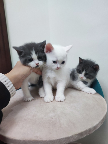 Пародистые котята.