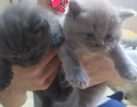 Скотиш страйт и фолд