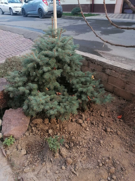 Голубой ель, свой