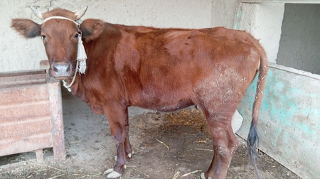 Gʻunajin sotiladi