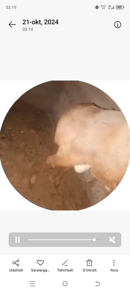 Sogʻlom 8 oylik qirgʻiz zodan