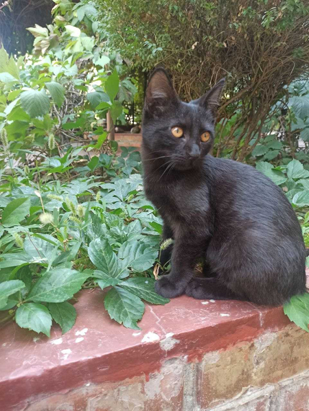 Пристраивается самый ласковый котёнок