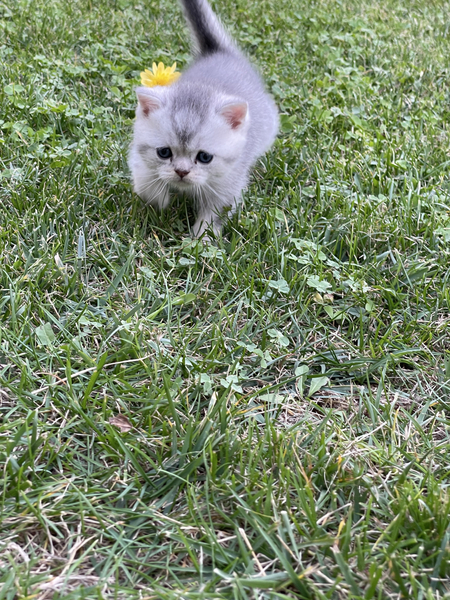 Котята порода шиншилл