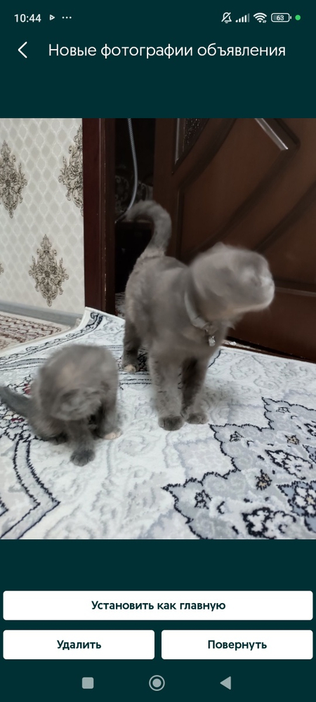 Продаётся кошка фолт