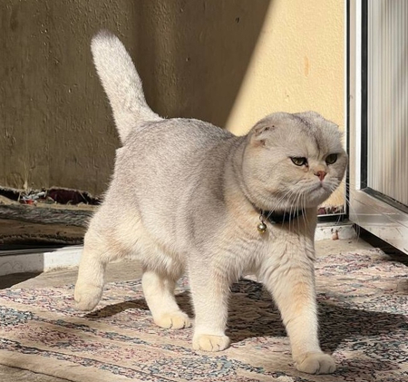 Продам котёнки.  Азиатские ТАББИ