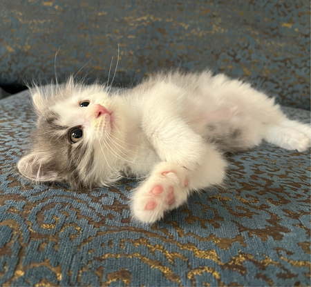 Котенок пушистый