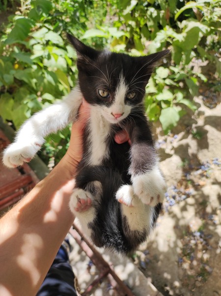 Отдам котят в хорошие руки