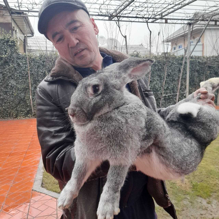Кролик куйон болари