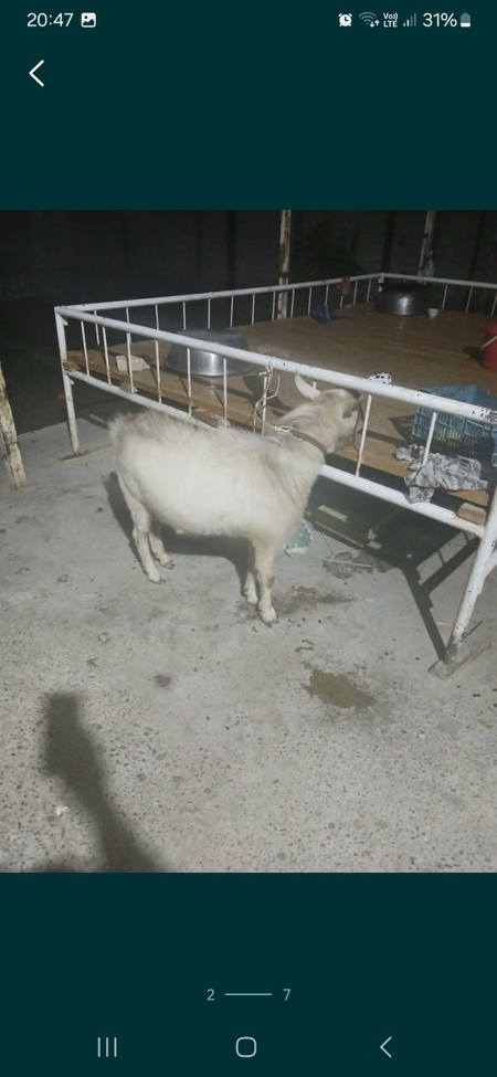 Zanin zotli taka sotiladi