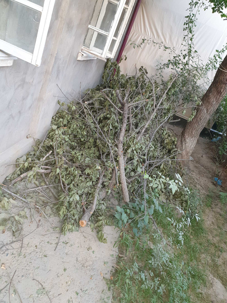 отдам даром дрова