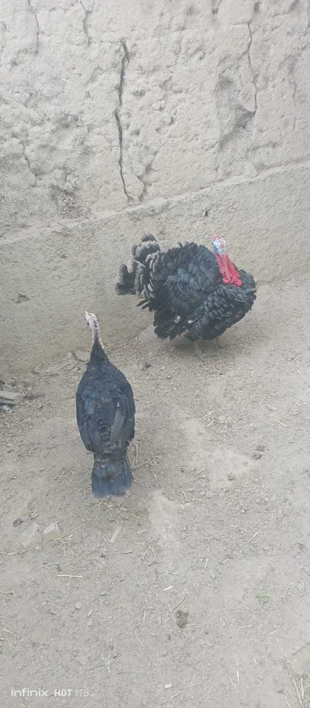 Parradalar induk