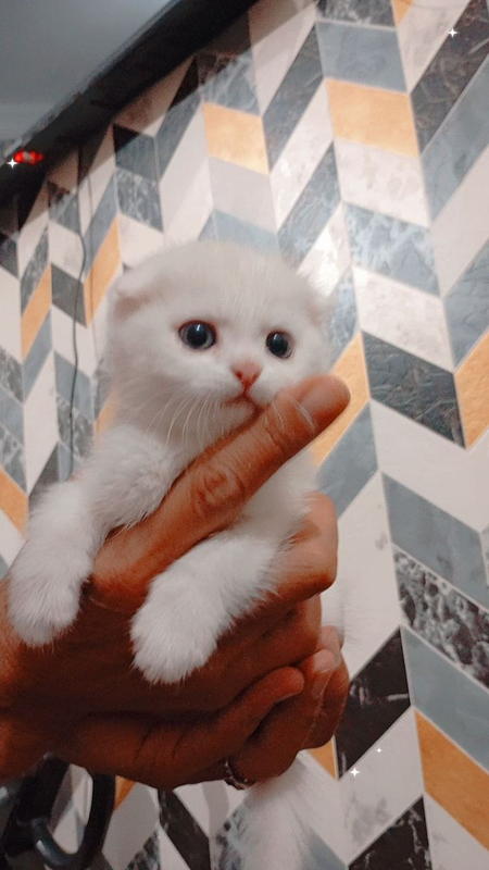 Кошка  Mushuklar