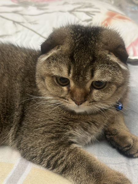 Котик пародистый
