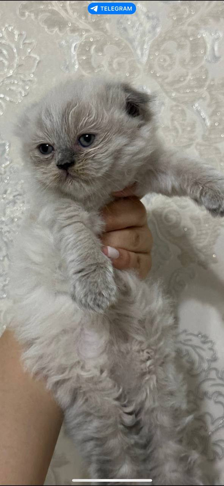 Продаются котята