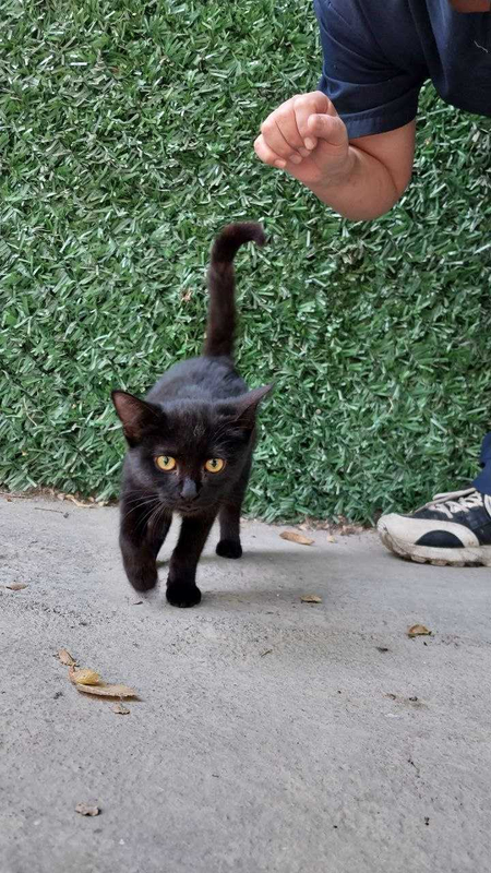 Котёнок, девочка, 3 месяца