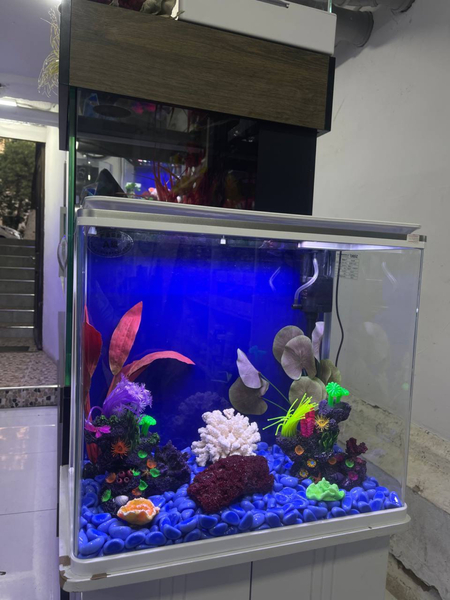 Akvariumlar Assartiment Magazin