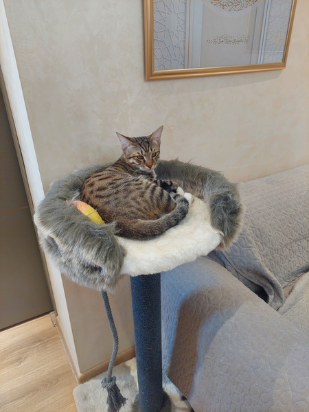 Котёнок мальчик. Привит,  имеет паспорт