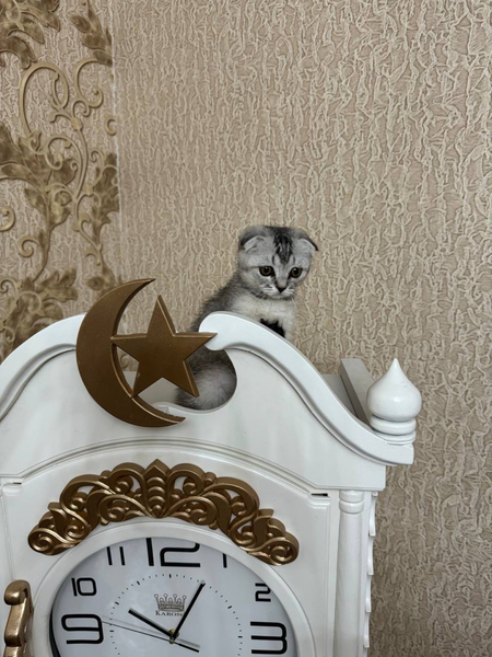 Продаётся шикарный Скоттиш Фолд серебристая шиншилла.