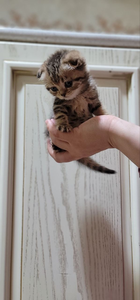 Скоттиш фолд шиншилла.