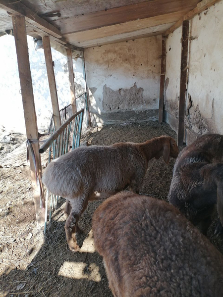 3ta qochqor 1ta urg\\\'ochi qirğiz qoylari