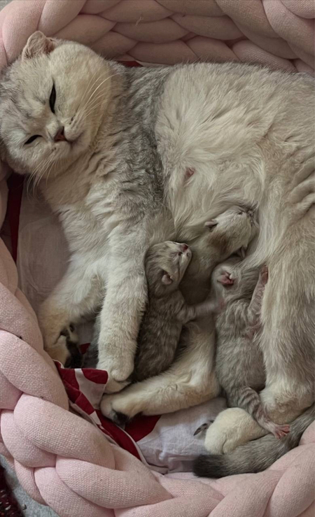 Продаются котята