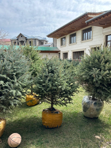 Srochno Archa sotiladi