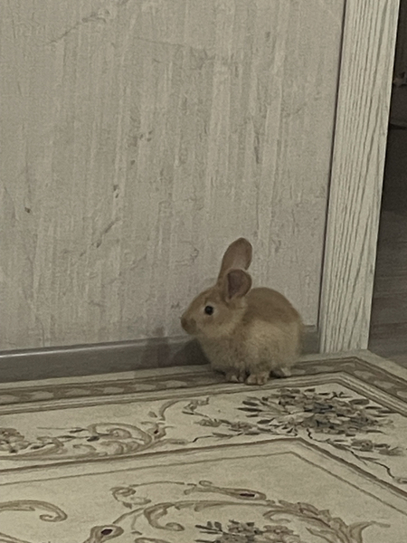 СРОЧНО декоративный кролик