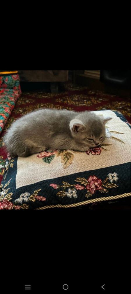 Котята скотиш страйт