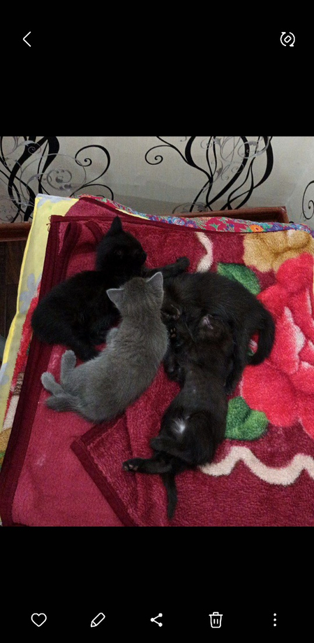 Отдадим котят в добрые руки!