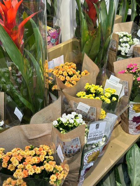 Продается каланхоэ (Kalanchoe)