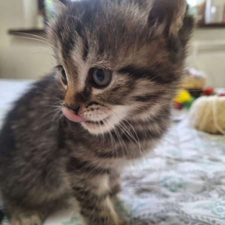 Котята 2 месячные милый подарок