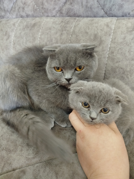 Британские котята
