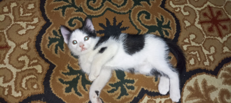 Котенок в хорошие руки