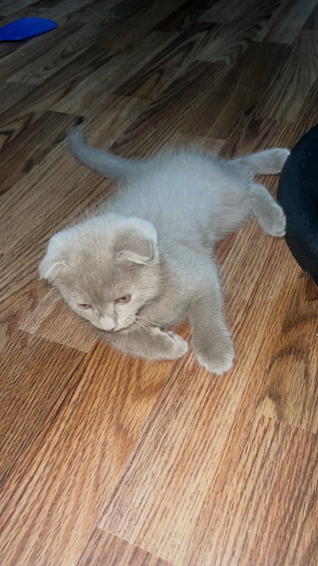 котенок Кошка mushuk sikotish fold