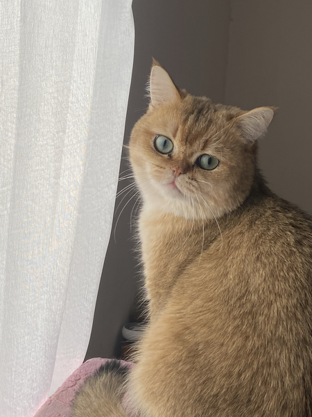 Vyazka   Shinshilla ny11