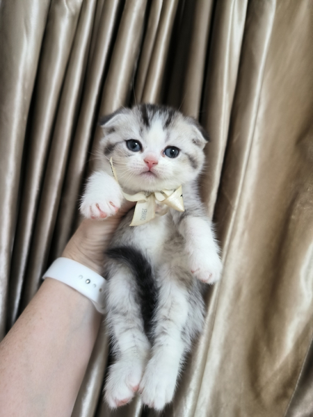 Котята от правильной вязки