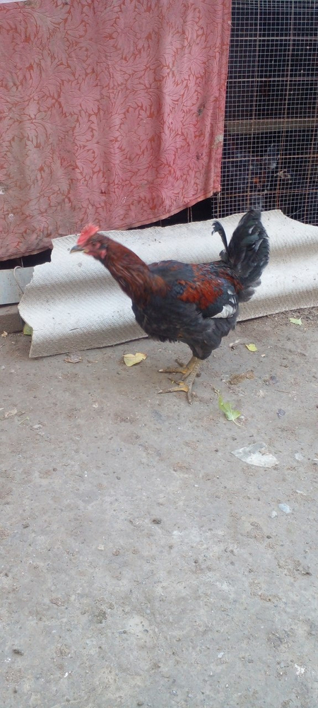 Qora tovuq Xoʻrozlari