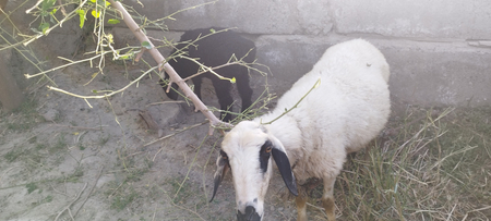 Qo'ylar sotiladi