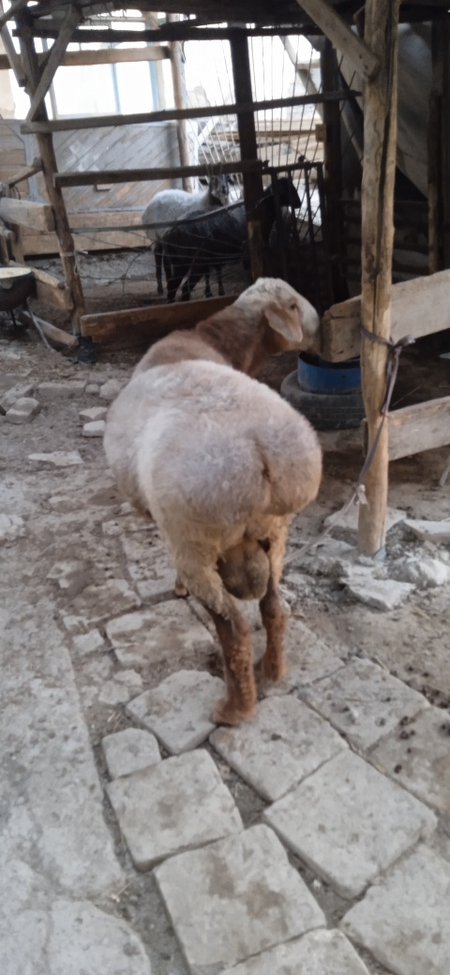 tagal tozza shishak