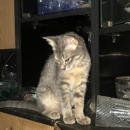 Котята в хорошие руки
