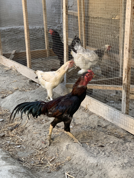 Продаётся Куланги